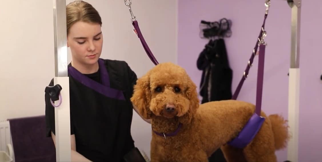 Scruffy to Fluffy Dog Spa: how the Shared Prosperity Fund supported ...